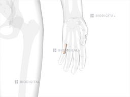 Proximal phalanx of left little finger | BioDigital Anatomy
