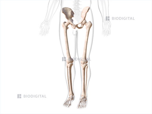 Bones of lower limb | BioDigital Anatomy