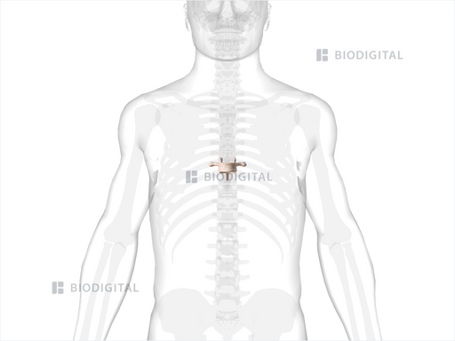Eighth thoracic vertebra | BioDigital Anatomy