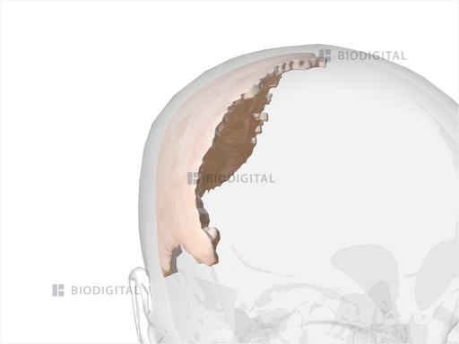 Right parietal bone | BioDigital Anatomy