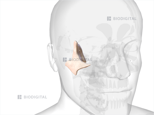 Right zygomatic bone | BioDigital Anatomy