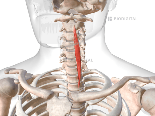 Vertical intermediate part of left longus colli | BioDigital Anatomy