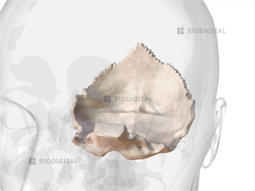 Occipital bone | BioDigital Anatomy