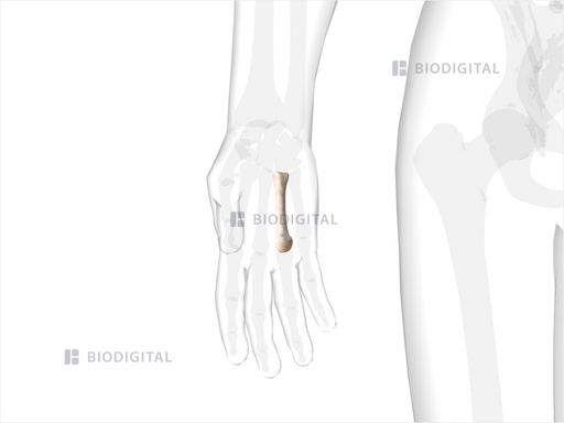 Right fourth metacarpal | BioDigital Anatomy
