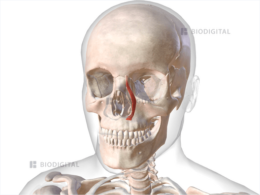 Left levator labii superioris alaeque nasi | BioDigital Anatomy