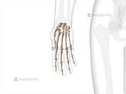 Bones of right hand and wrist | BioDigital Anatomy