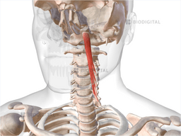 Left longus capitis | BioDigital Anatomy