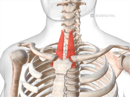 Sternothyroid | BioDigital Anatomy