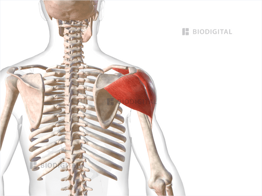 Right deltoid | BioDigital Anatomy