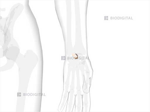 Left lunate | BioDigital Anatomy