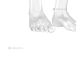 Middle phalanx of right fourth toe | BioDigital Anatomy