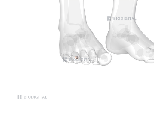 Middle phalanx of right fourth toe | BioDigital Anatomy