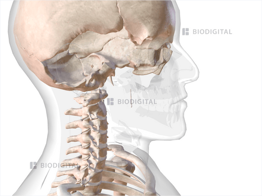 Right pterygomandibular raphe | BioDigital Anatomy