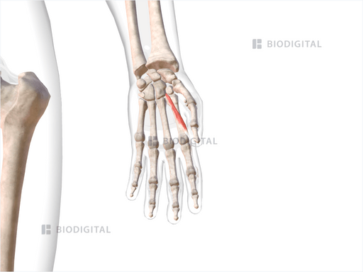 First lumbrical muscle of left hand | BioDigital Anatomy