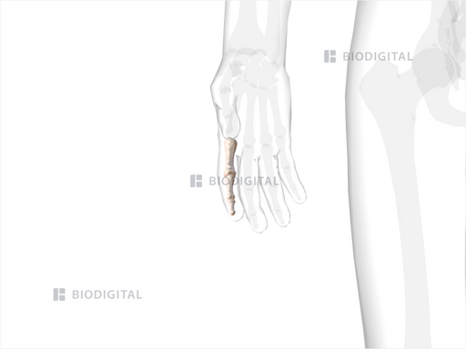 Phalanges of right index finger | BioDigital Anatomy