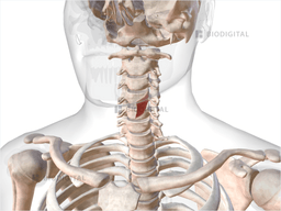Left thyrohyoid | BioDigital Anatomy