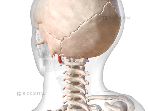 Rectus capitis lateralis | BioDigital Anatomy