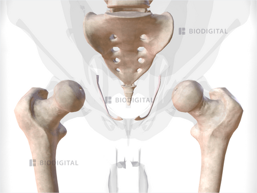 Tendinous arch of levator ani | BioDigital Anatomy