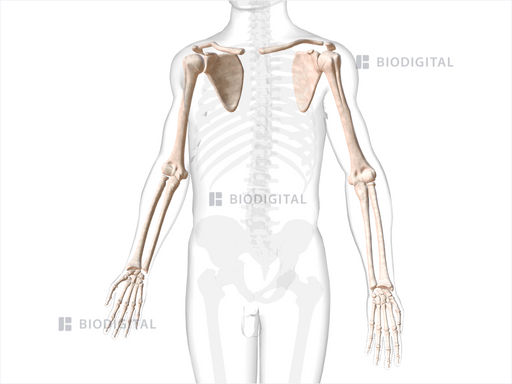 Bones of upper limb | BioDigital Anatomy