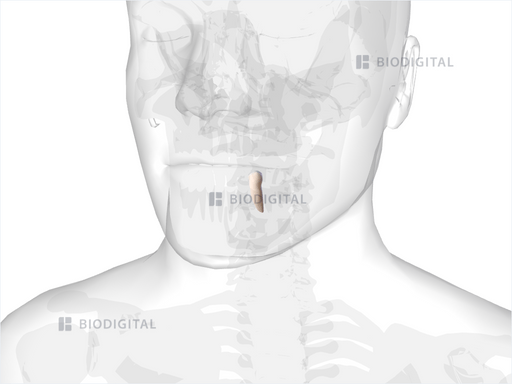 Left mandibular first premolar | BioDigital Anatomy