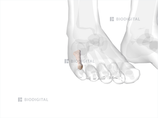 Right fifth metatarsal | BioDigital Anatomy
