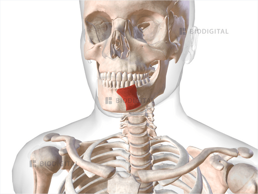 Left depressor labii inferioris | BioDigital Anatomy