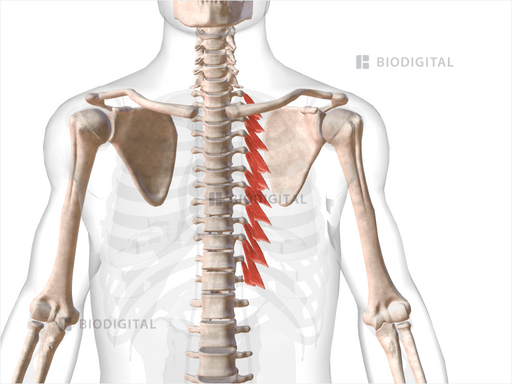 Left levatores costarum | BioDigital Anatomy