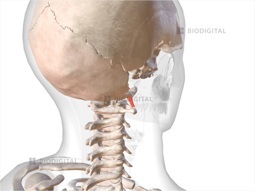 Right rectus capitis anterior | BioDigital Anatomy