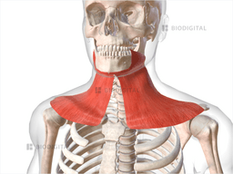 Platysma | BioDigital Anatomy