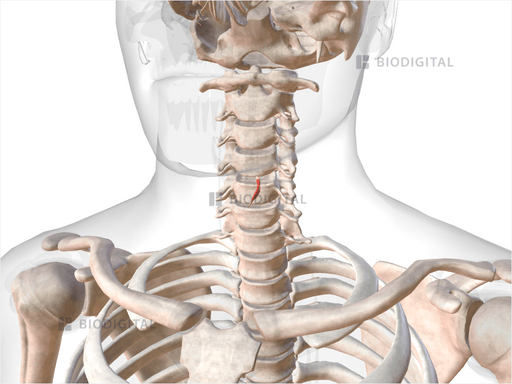 Left lateral cricoarytenoid | BioDigital Anatomy