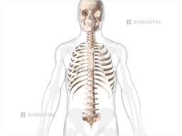 Axial skeleton | BioDigital Anatomy