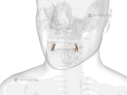 Mandibular first molar | BioDigital Anatomy