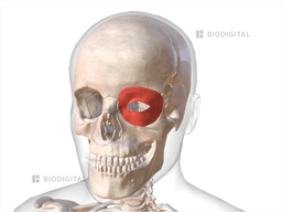 Left orbicularis oculi | BioDigital Anatomy