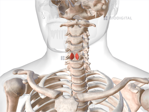 Posterior cricoarytenoid | BioDigital Anatomy
