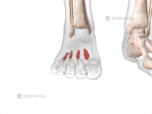 Dorsal interosseous muscles of right foot | BioDigital Anatomy