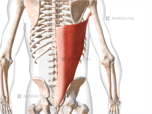 Right latissimus dorsi | BioDigital Anatomy