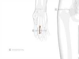 Proximal phalanx of right middle finger | BioDigital Anatomy