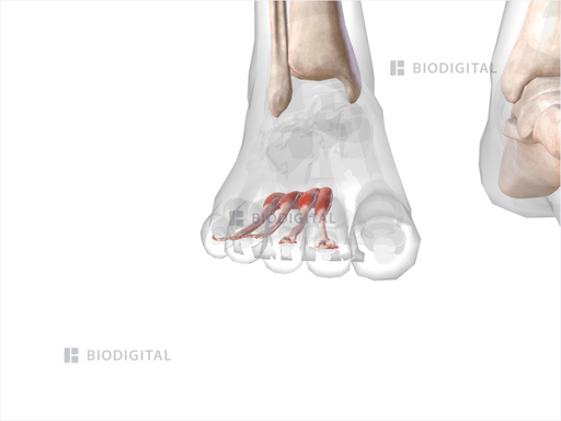 Right flexor digitorum brevis | BioDigital Anatomy