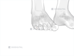 Distal phalanx of right fifth toe | BioDigital Anatomy