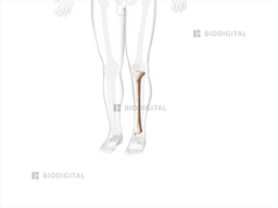 Left tibia | BioDigital Anatomy