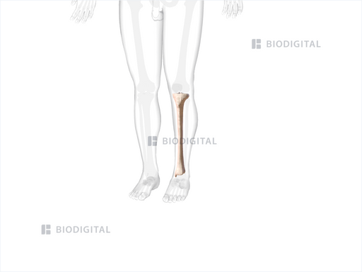 Left tibia | BioDigital Anatomy