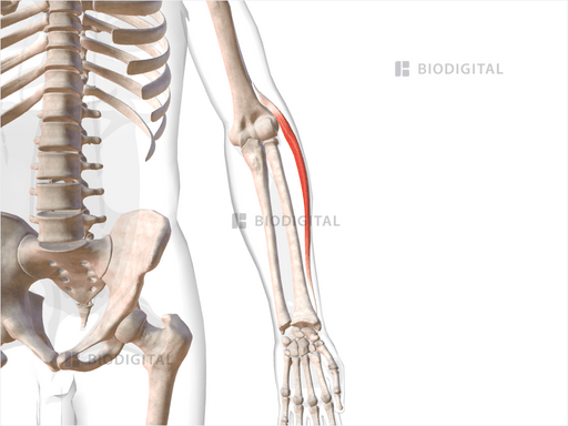 Left extensor carpi radialis longus | BioDigital Anatomy