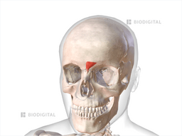 Left procerus | BioDigital Anatomy