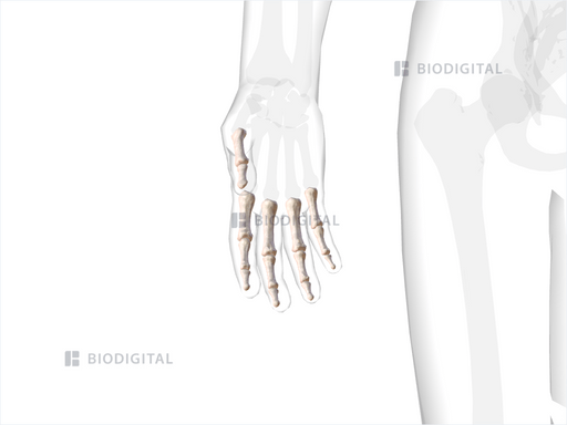 Phalanges of right hand | BioDigital Anatomy
