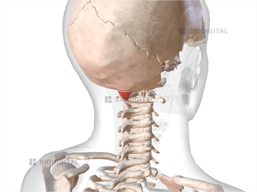 Right rectus capitis posterior minor | BioDigital Anatomy