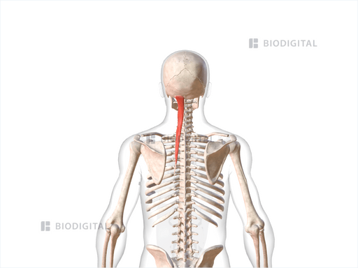 Left semispinalis capitis | BioDigital Anatomy