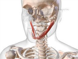 Suprahyoid muscles | BioDigital Anatomy
