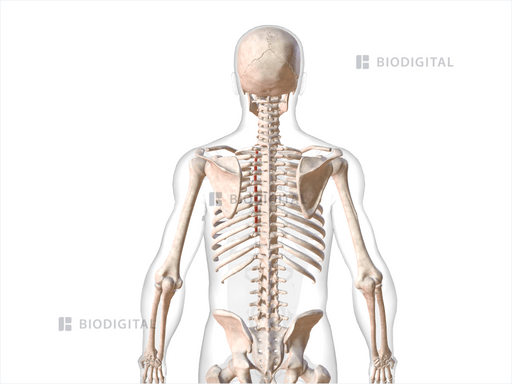 Left thoracic intertransversarii | BioDigital Anatomy
