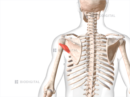 Left teres minor | BioDigital Anatomy