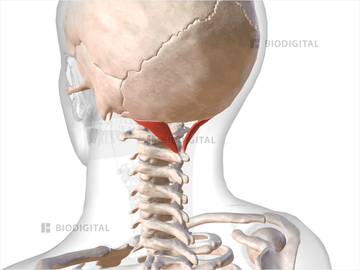 Rectus capitis posterior major | BioDigital Anatomy